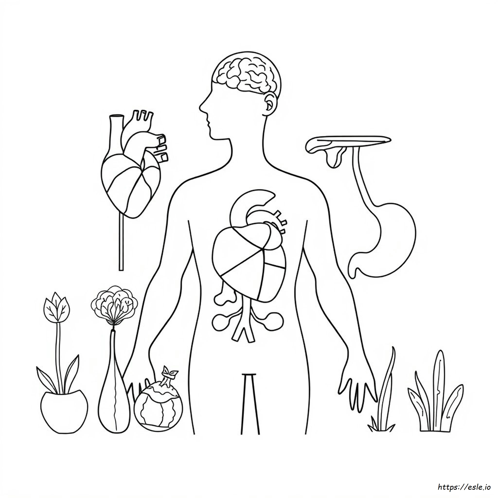 Dibujo Cuerpo Humano Para Colorear