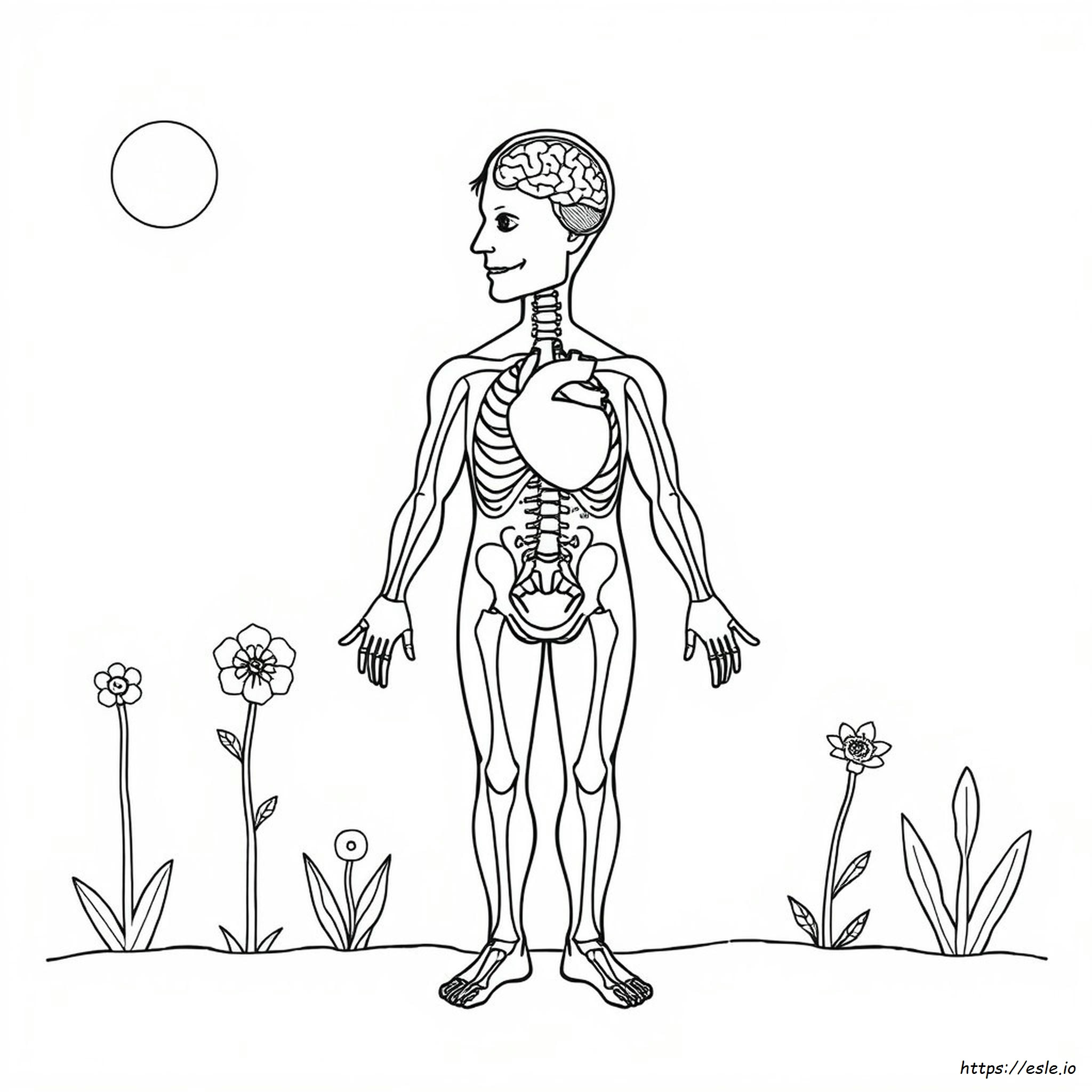 Physiology Coloring Pages